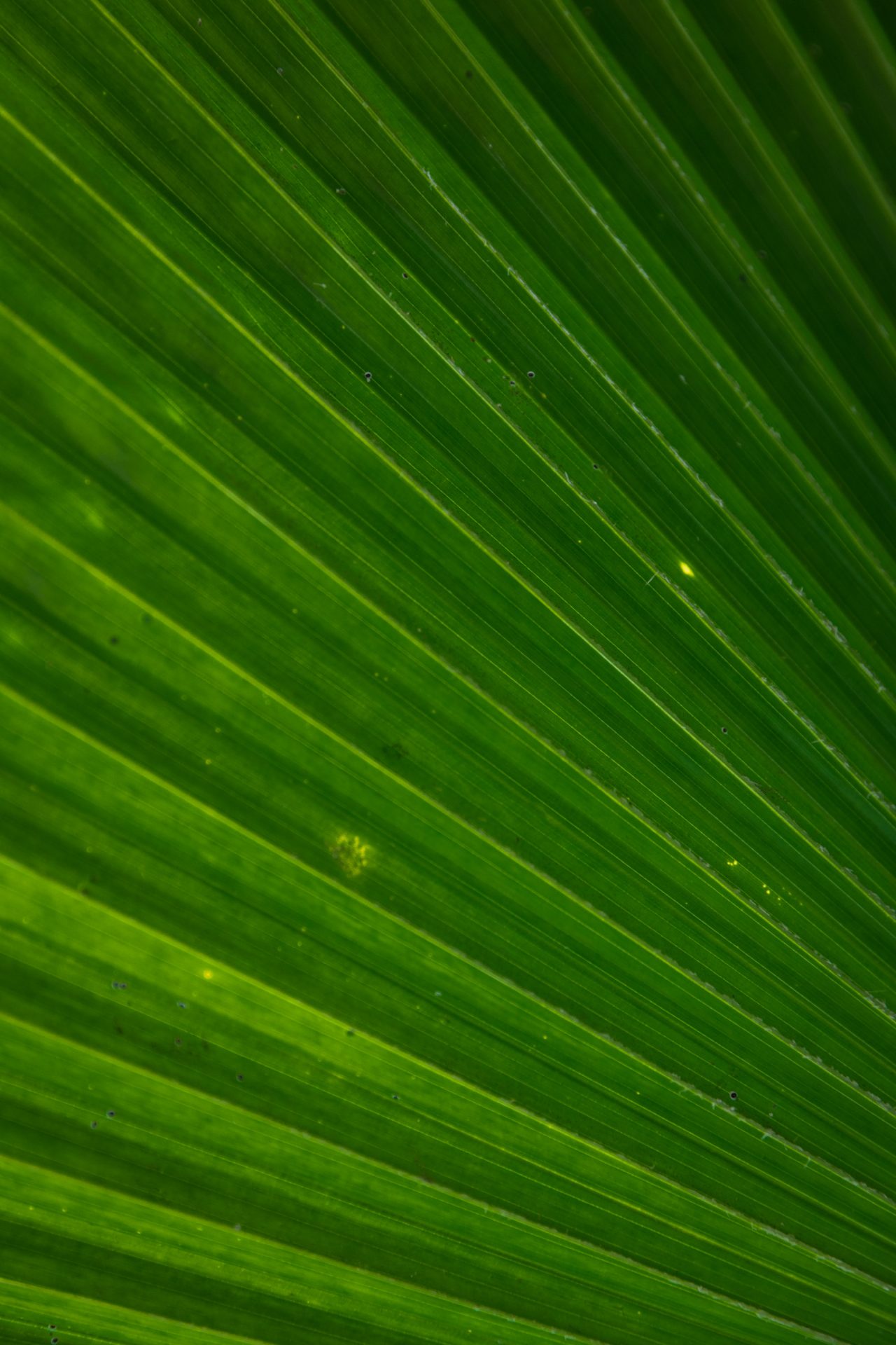 Private Class Inquiry - Yoga Under the Palms Hawaiʻi